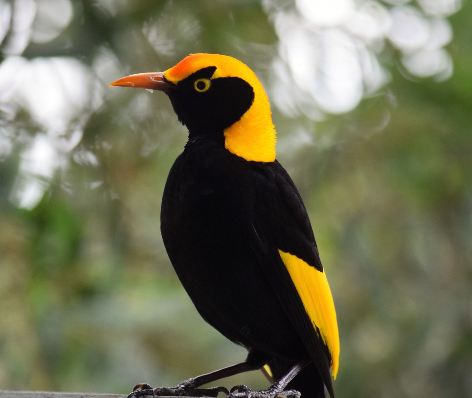 Businesses – Explore Killarney